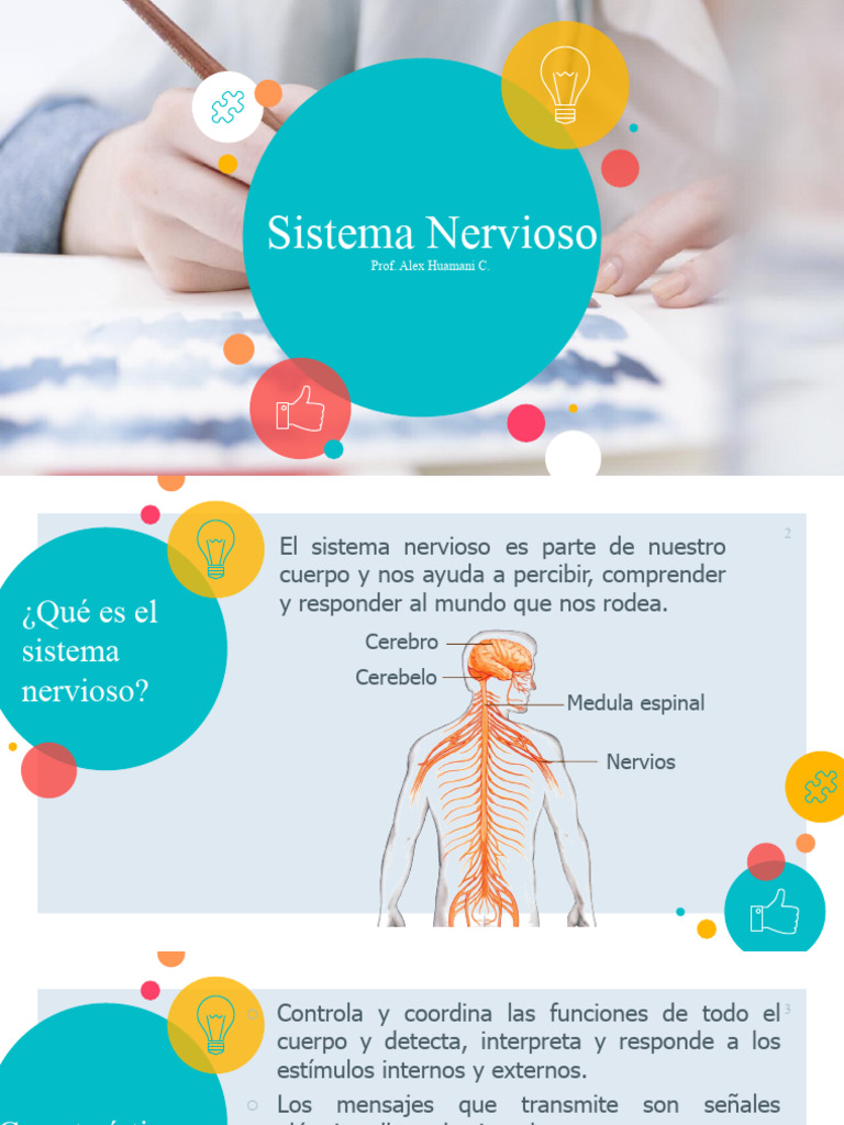 Sistema Nervioso | PDF | Cerebro | Sistema nervioso