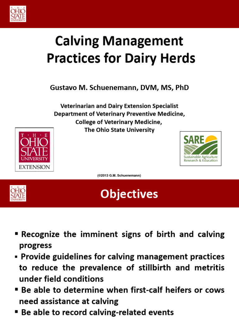 Calving Management for Dairy Herds | PDF | Dairy Cattle | Cattle