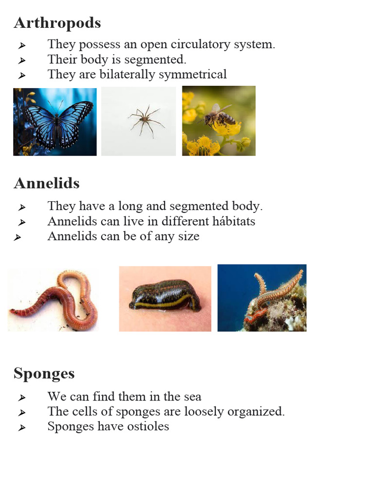 Arthropods | PDF | Social Science | Home & Garden