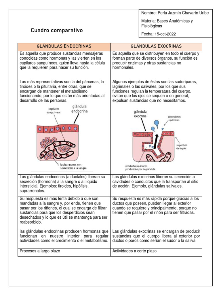 Cuadro Comparativo Glándulas Endocrinas y Exocrinas | PDF | Sistema endocrino | Hormona