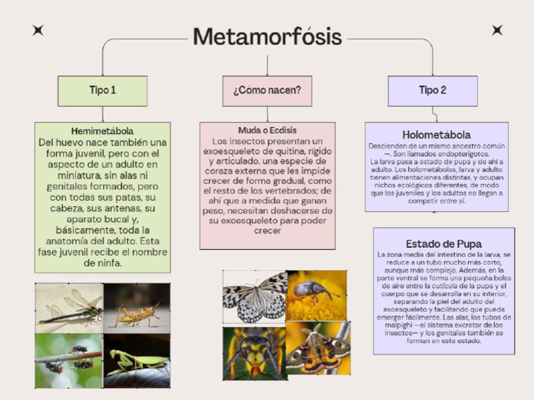 Metamorfósis | PDF