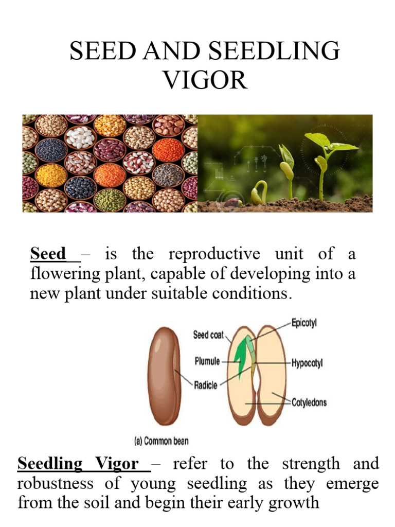 G 3 Cs15 PPT Seed Vigor (Autosaved) | PDF | Seed | Germination