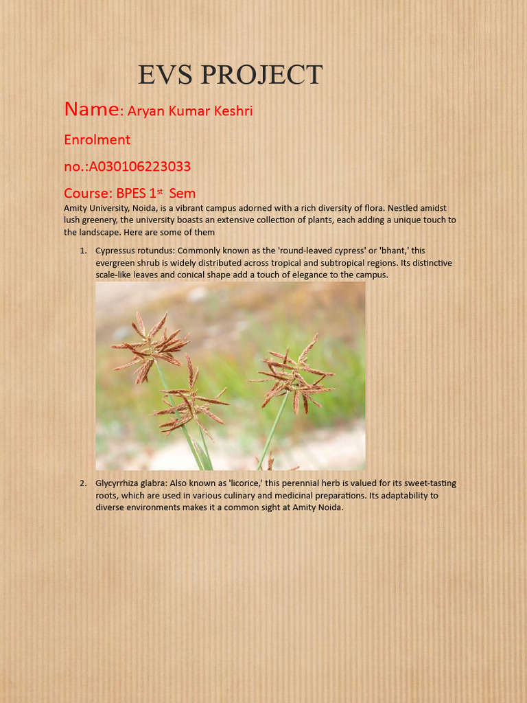 Evs Project | PDF | Trees | Plants