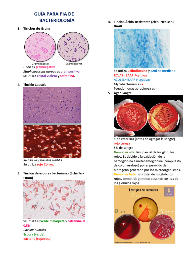 Guía para Bacter | PDF | Escherichia coli | Microbiología