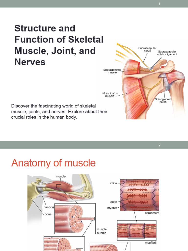 Muscle and Nerve | PDF | Muscle Contraction | Skeletal Muscle