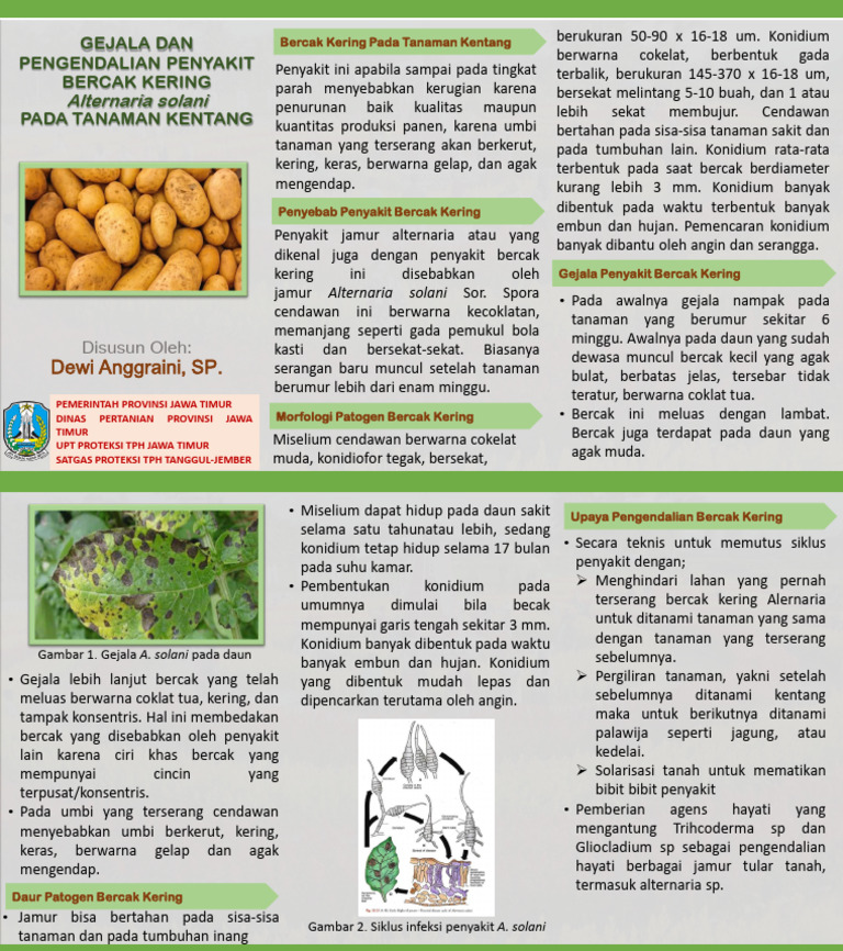 Gejala Serangan Alternaria Solani 202007 | PDF | Griya & Taman