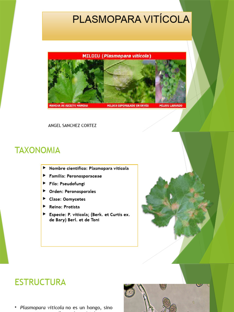 Plasmopara viticola: Taxonomía y Manejo | PDF