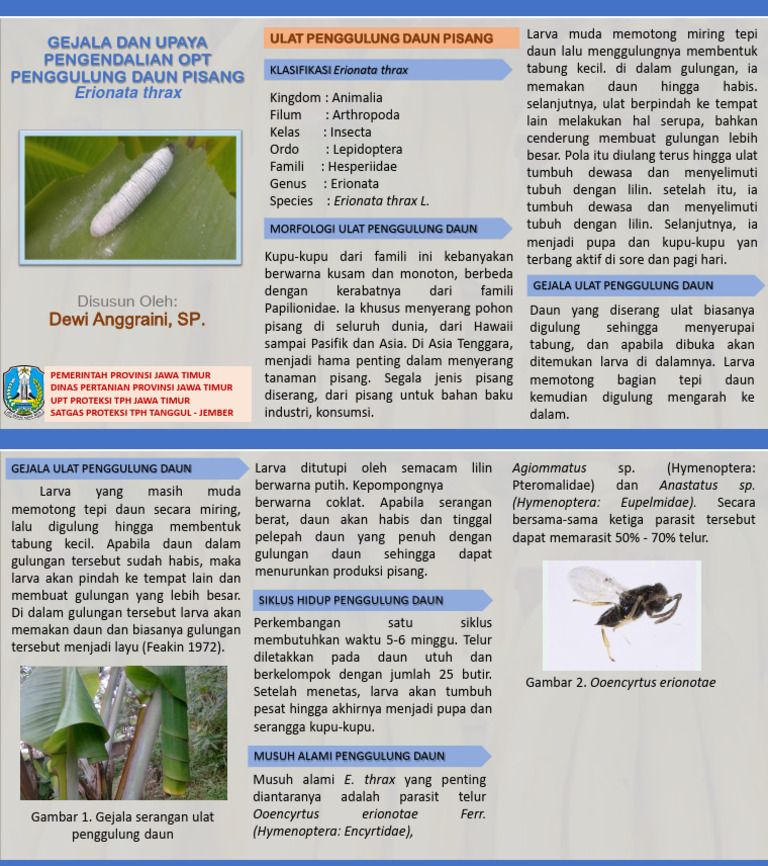 Gejala Serangan Ulat Penggulung Daun 202003 | PDF