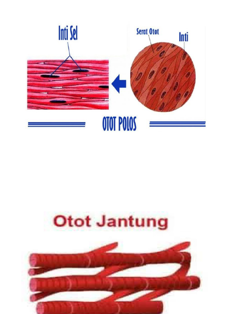 Gambar Otot | PDF
