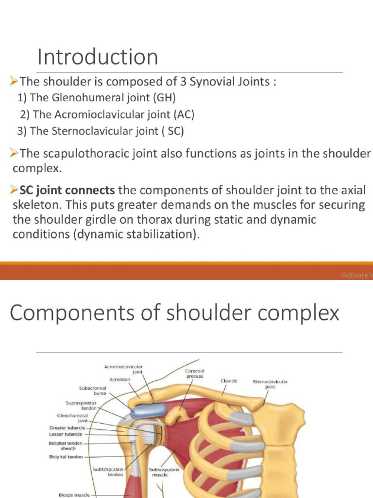 Shoulder Complex | PDF