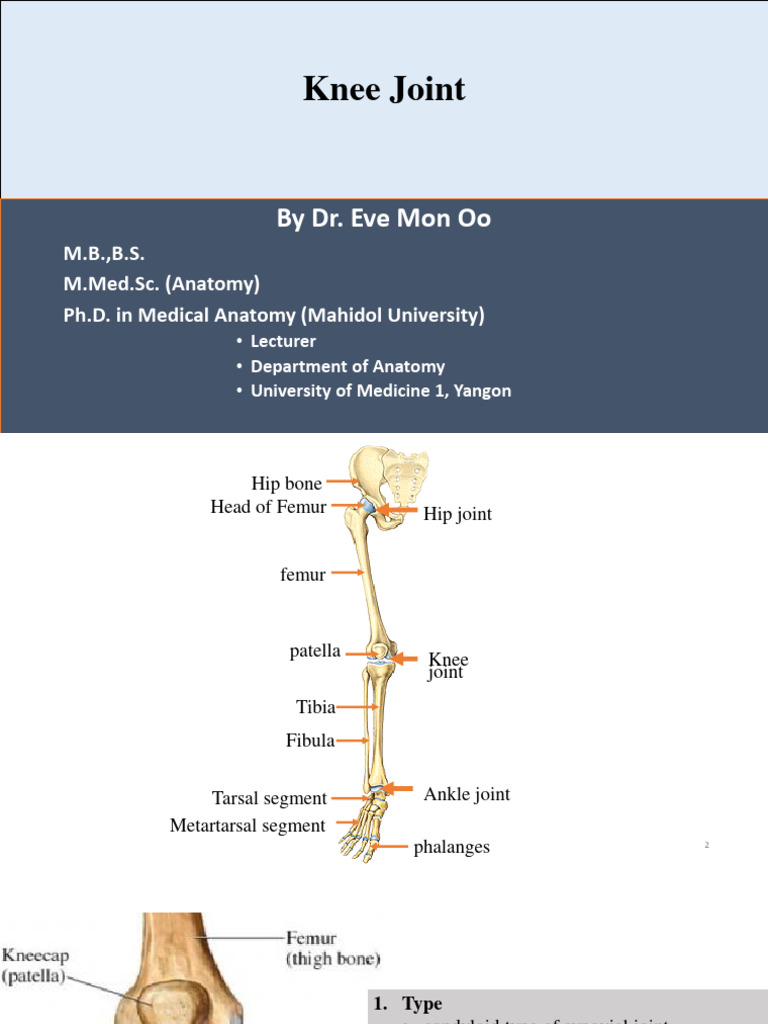 Knee Joint & Ankle Joint - Eve - 17-Mar-2023 | PDF | Knee | Ankle