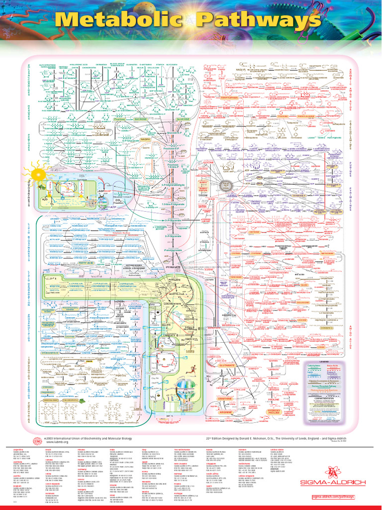 Sigma Metabolic Pathways-1 | PDF | Nucleotides | Organic Compounds
