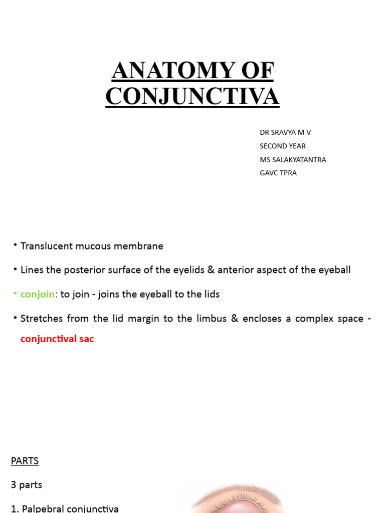 Anatomy of the Conjunctiva Explained | PDF | Epithelium | Anatomy
