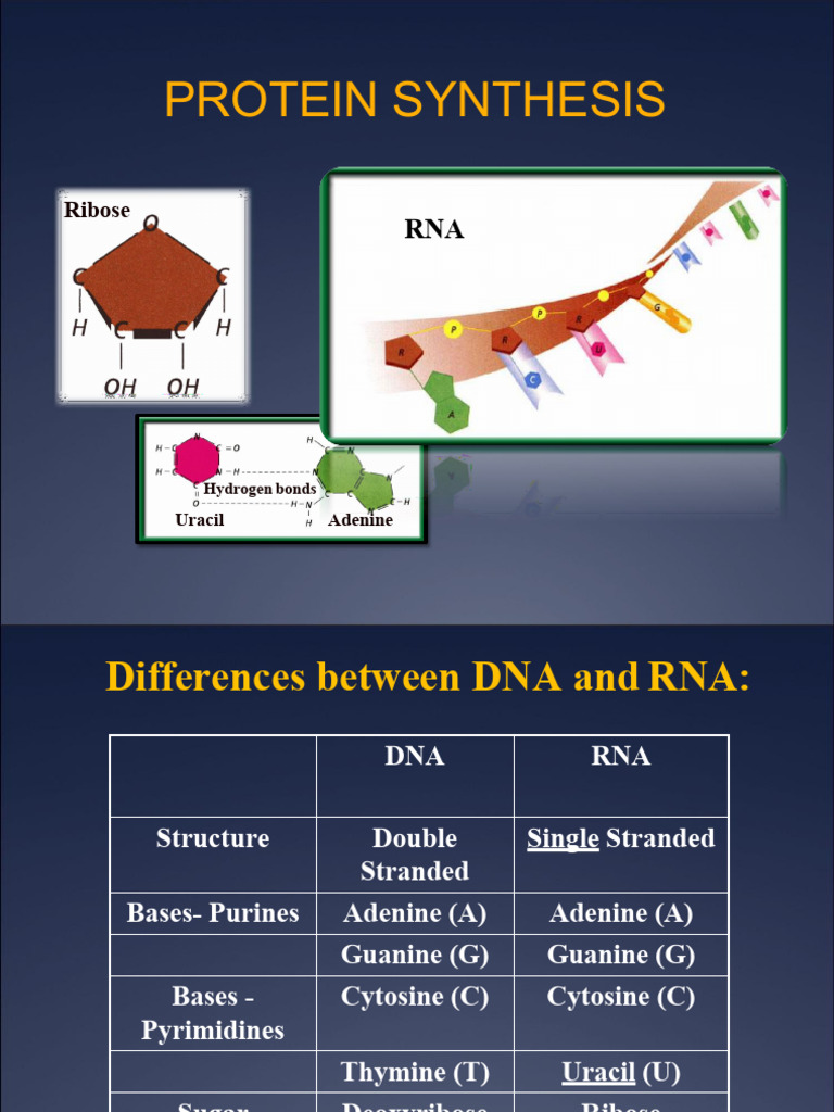 Protein Synthesis With Video Links | PDF | Rna | Translation (Biology)
