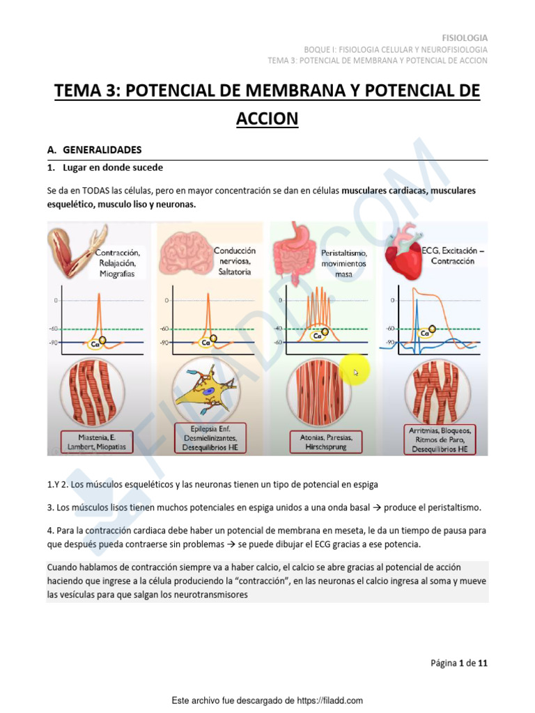 T3 - Fisio - Potencial de Membrana y de Accion | PDF | Potencial de acción | Sinapsis