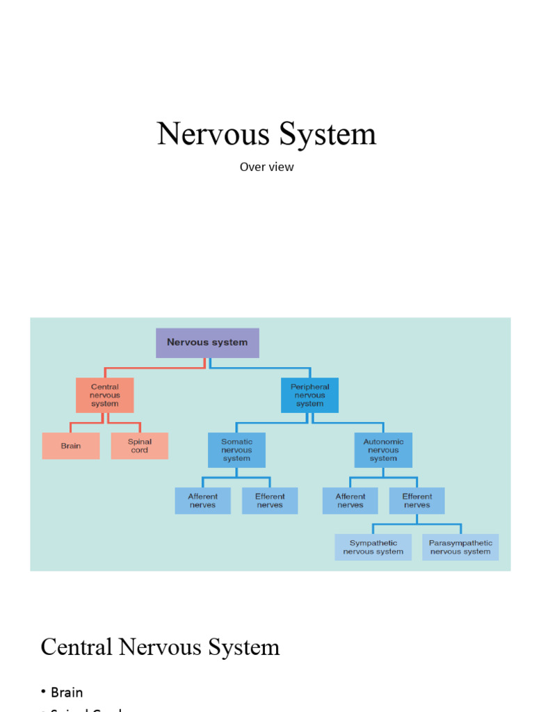 Nervous System - Overview | PDF | Central Nervous System | Nervous System