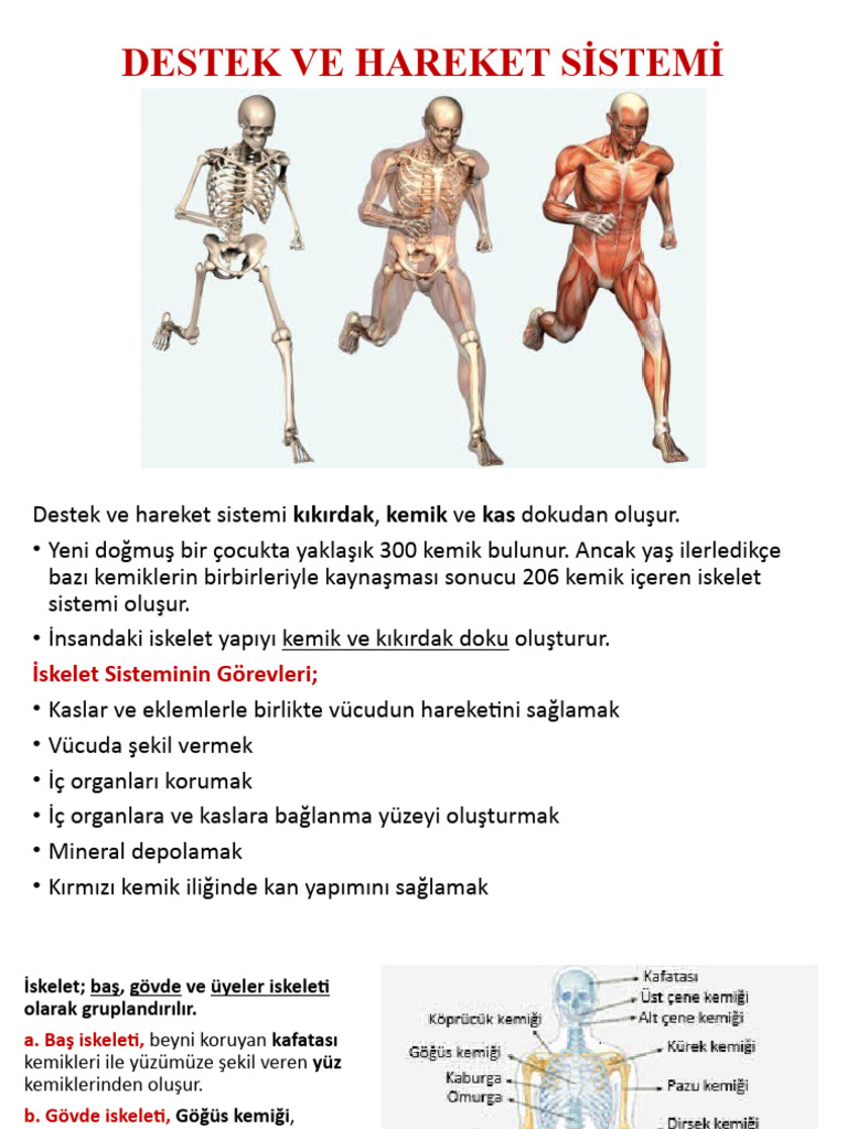 Destek Ve Hareket Sistemi.. | PDF Destek Ve Hareket Sistemi.. | PDF