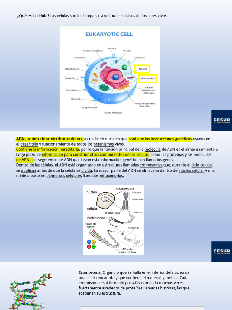 Célula - ADN-1 | PDF | Adn | Rna