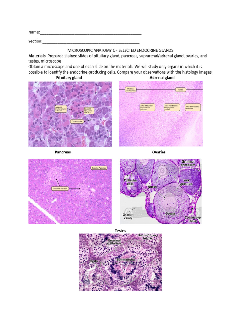 Endocrine System Laboratory Activity | PDF