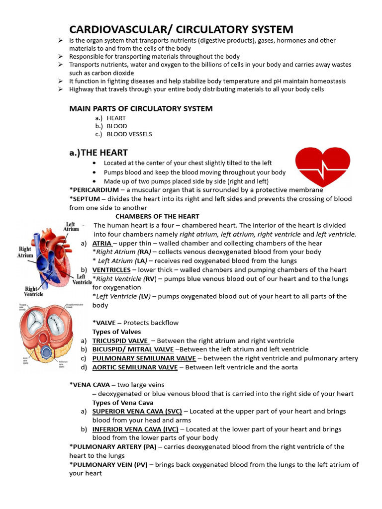 Circulatory System | Download Free PDF | Heart | Heart Valve