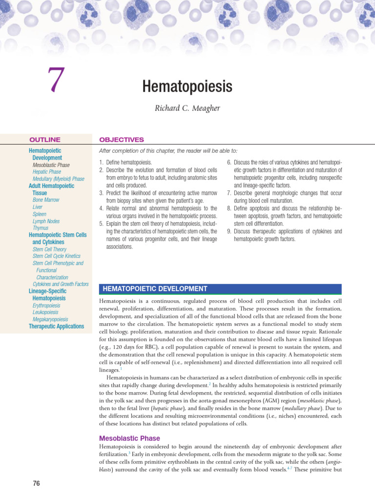 Hematopoeisis | PDF | Haematopoiesis | Lymph Node