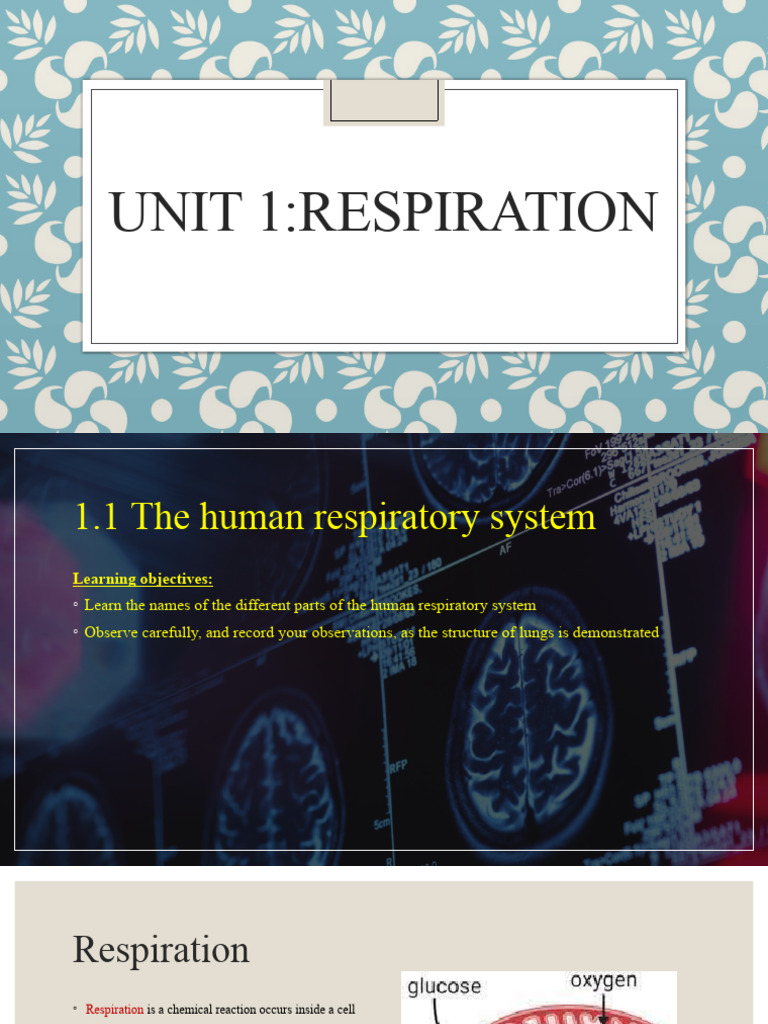 Unit 1 Respiration | PDF | Respiratory System | Respiratory Tract