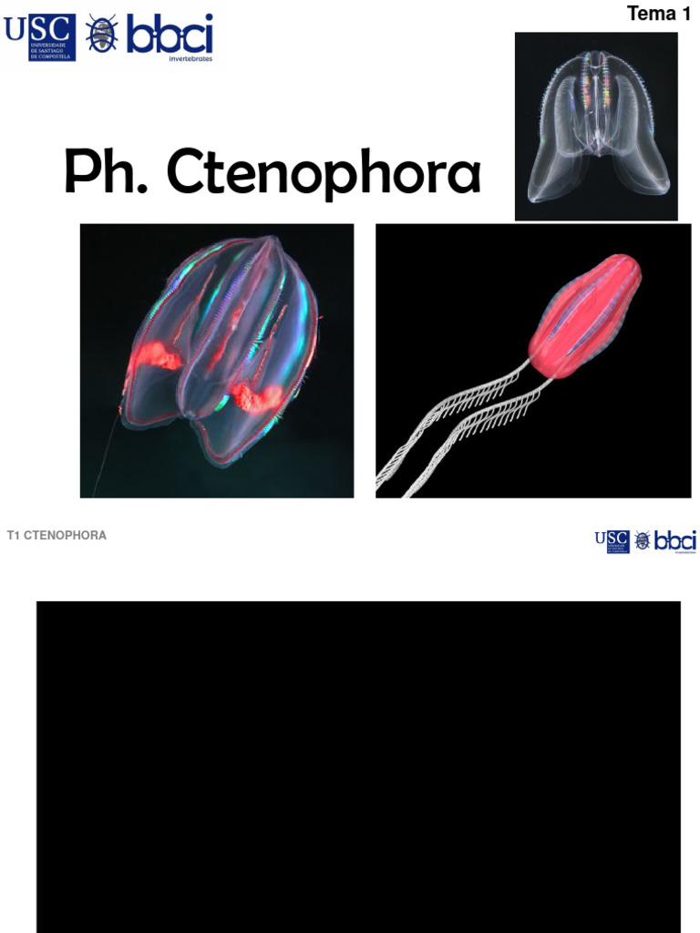 1c Ctenoforos | PDF | Organismos | Anatomía