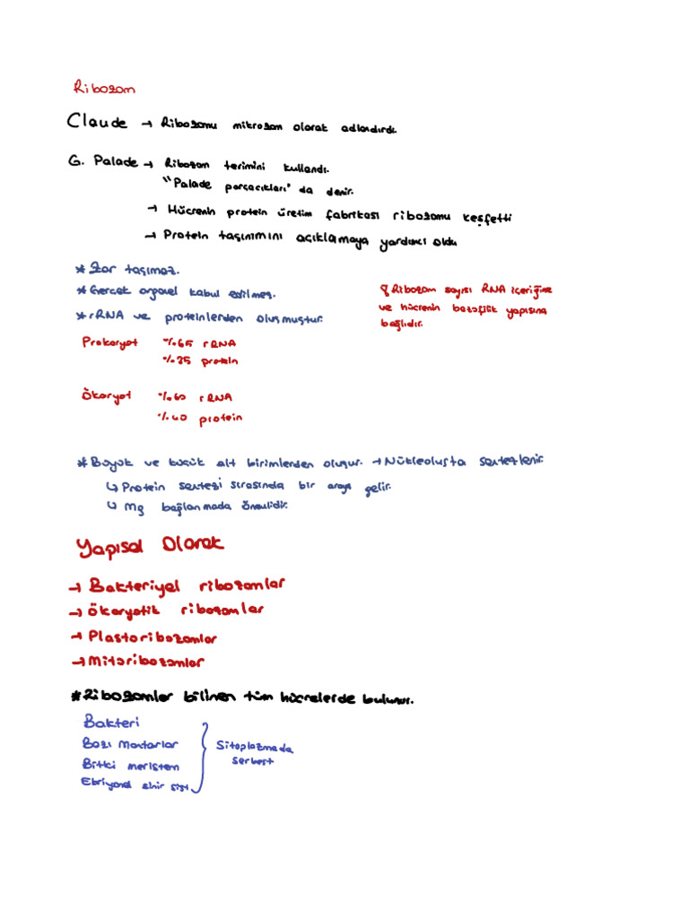 Ribozom | PDF