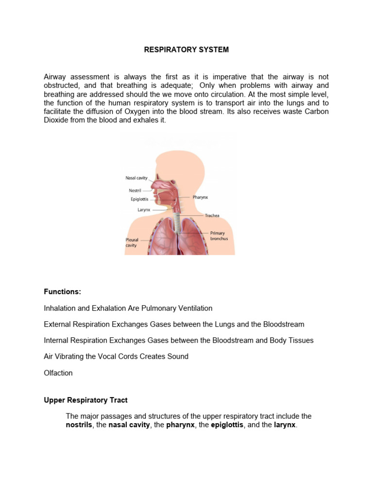 Respiratory System | PDF | Respiratory Tract | Lung