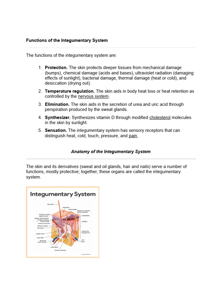 Integumentary System | PDF | Integumentary System | Skin