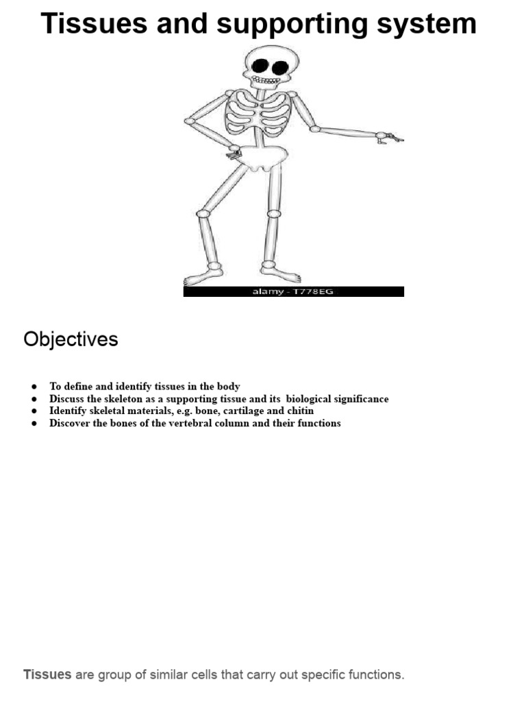 2.0 Tissues and Supporting System | PDF | Vertebra | Skeleton