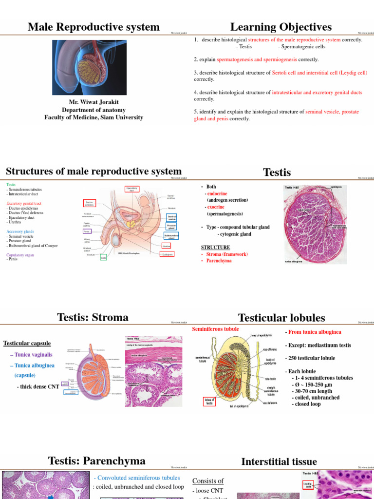 Male Reproductive System Histology Guide | PDF | Testicle | Prostate