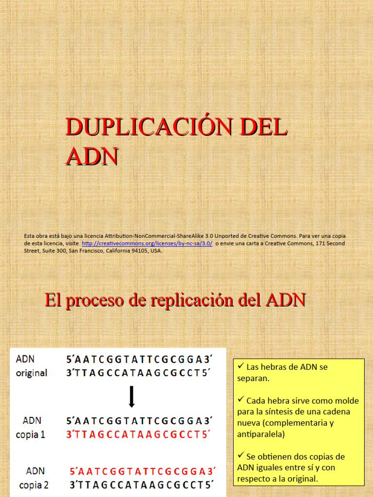 Duplicación Adn | PDF | Replicación De Adn | Adn