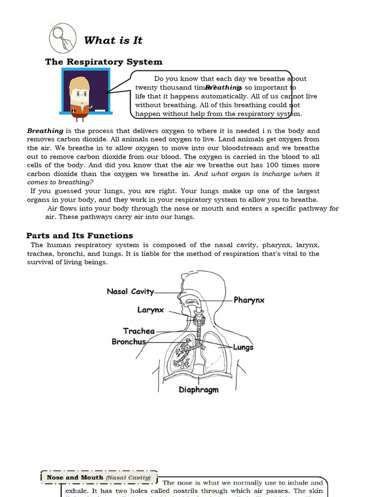Science 9 Activity | PDF | Breathing | Respiratory System