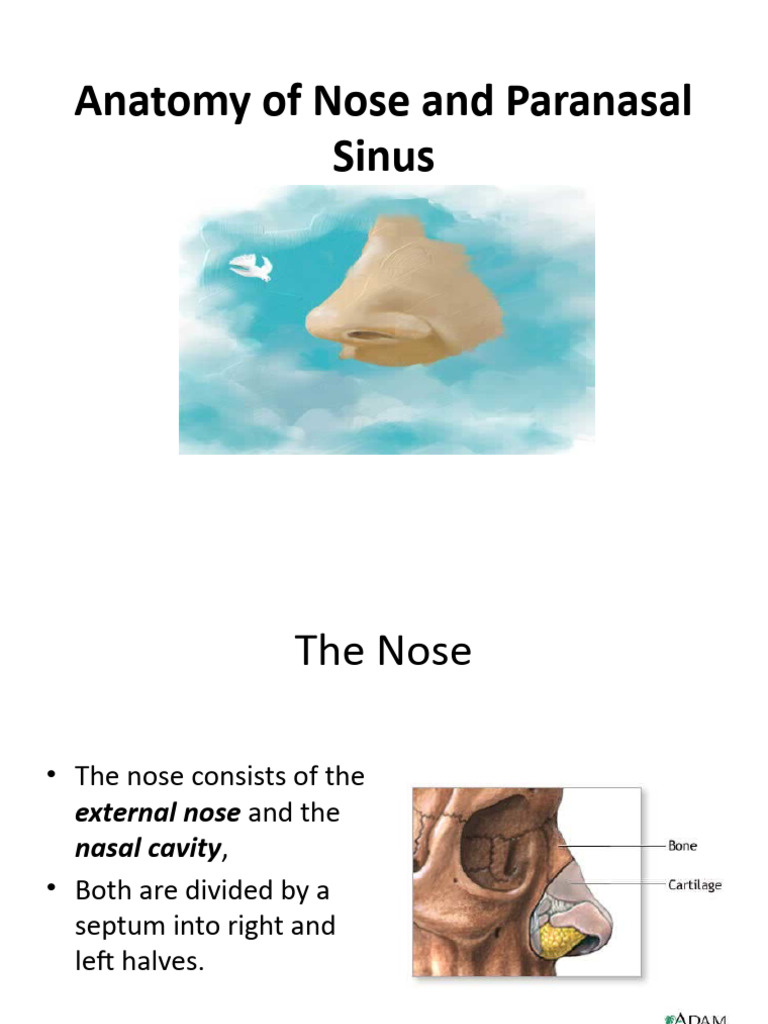 Anatomy of Nose | PDF | Human Nose | Face