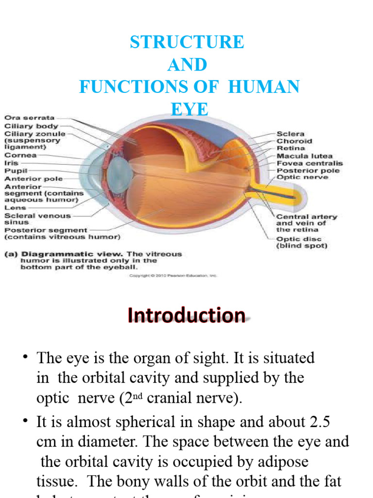 Human Eye | PDF | Eye | Human Eye