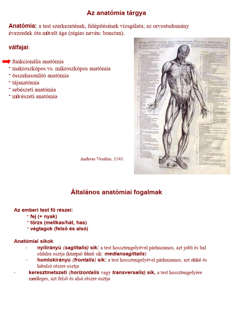 Ált. Anat. 1 | PDF