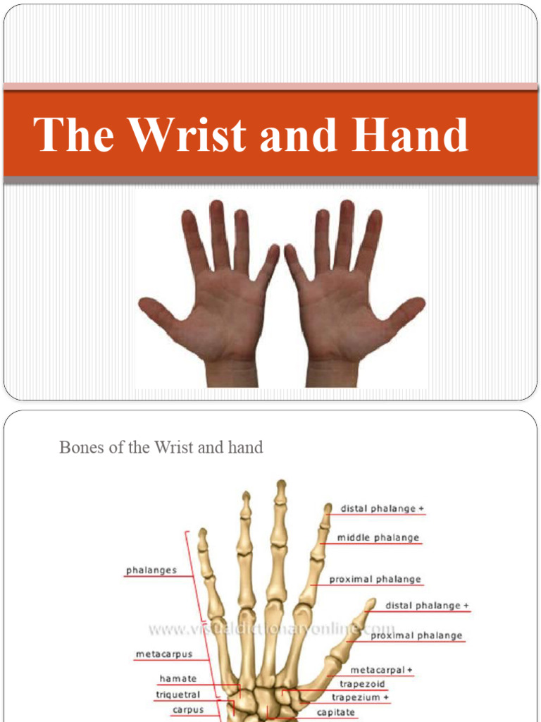 Wrist and Hand | PDF | Thumb | Anatomical Terms Of Motion