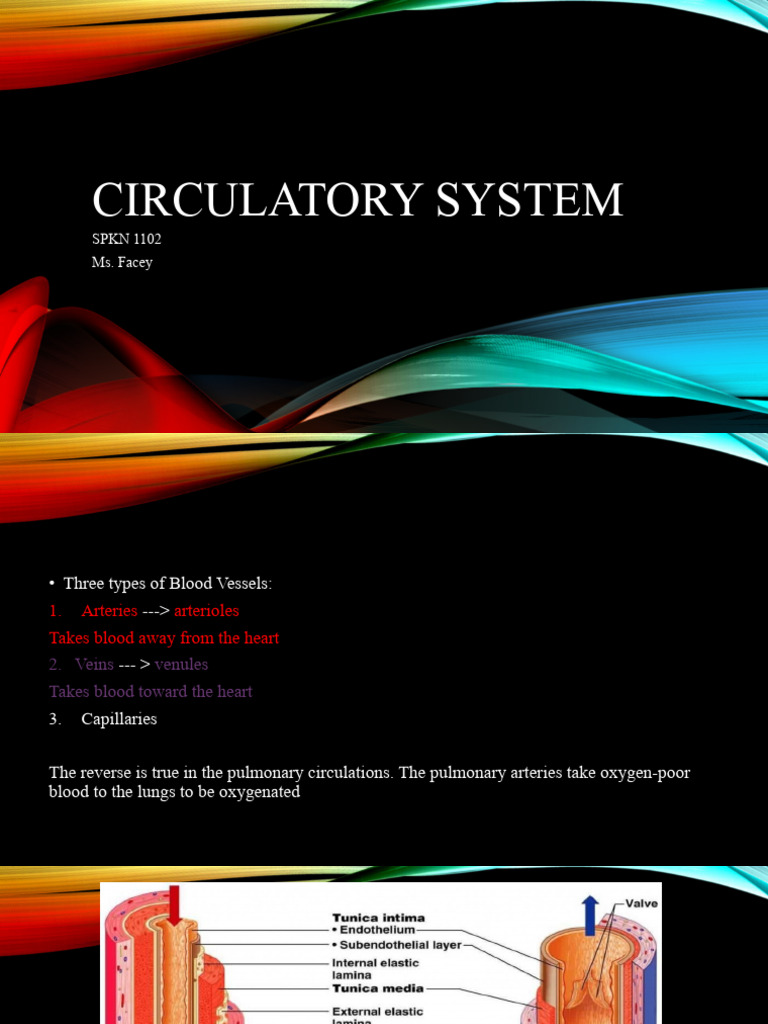 Circulatory System | PDF | Artery | Blood Vessel