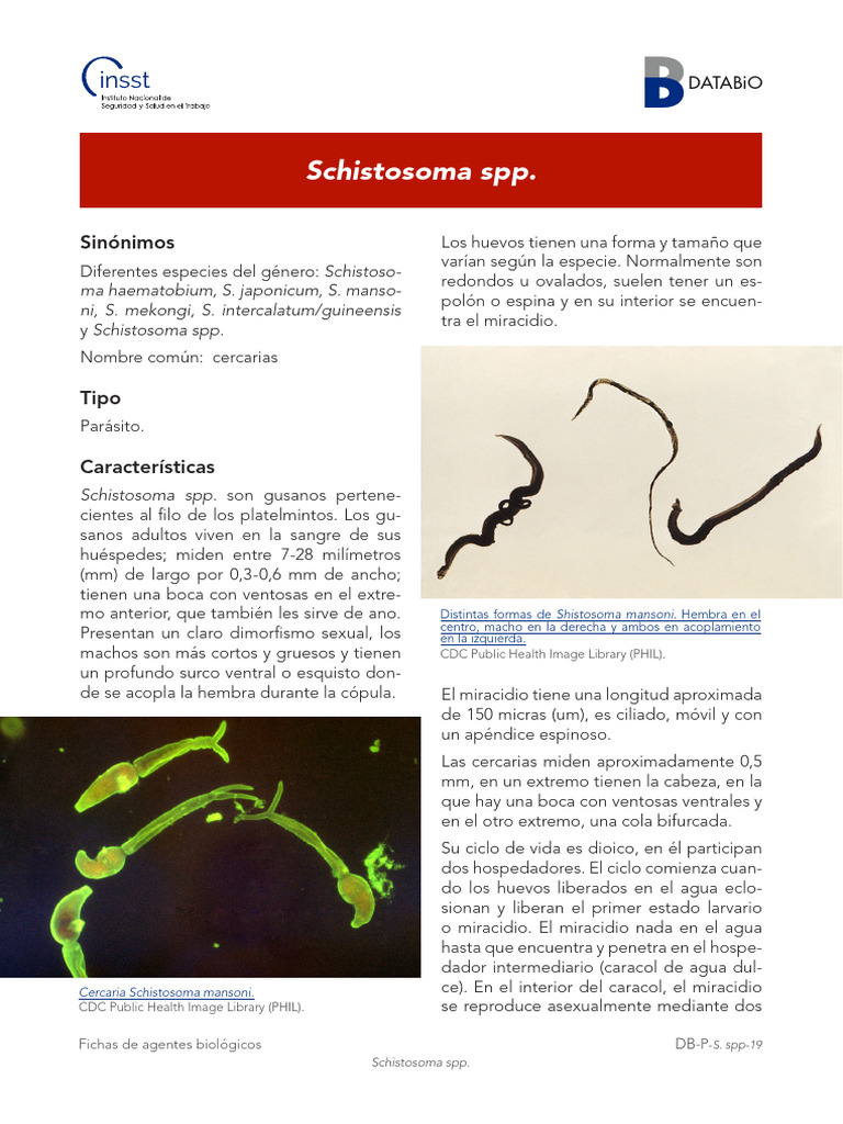 2019 Schistosoma | PDF | Especialidades Medicas | Medicina CLINICA