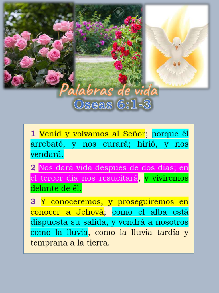 Oseas 6 Pdf