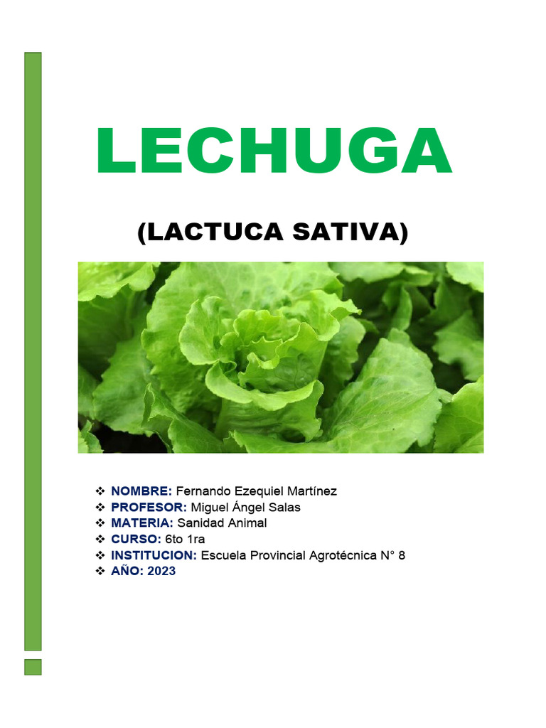 Trabajo de Lechuga Terminado | PDF | Flores | Lechuga