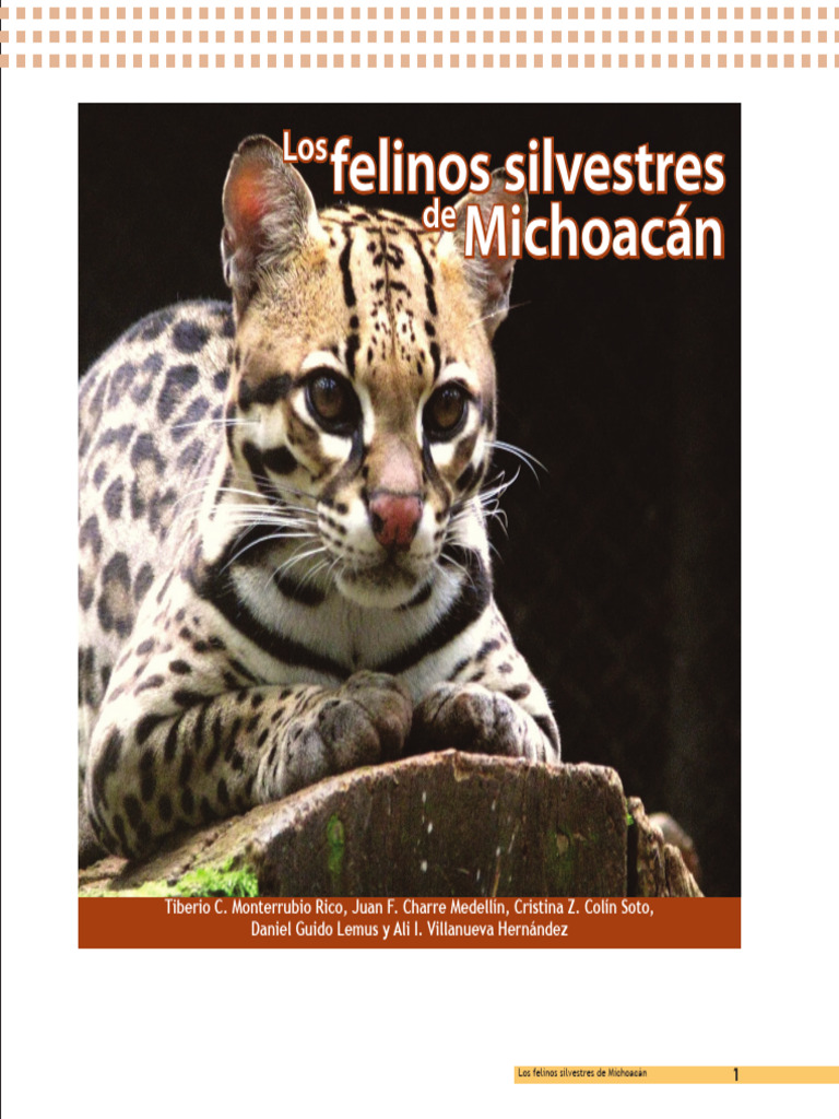 Los Felinos Silvestres de Michoacan Mexi | PDF | Jaguar | Felidae