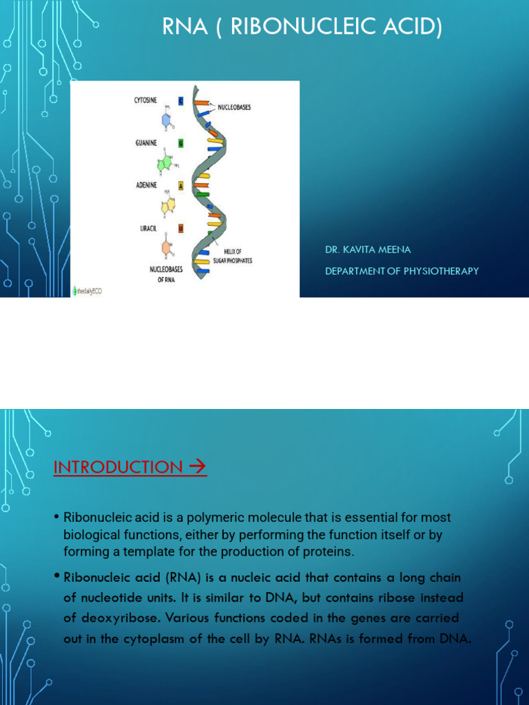 RNA - Cell Physiology... | PDF | Rna | Translation (Biology)