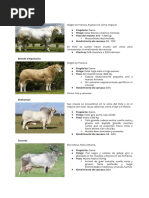 5. PARTES DE LA RES, CON SUS CORTES (1) | PDF | Carne | Alimentos