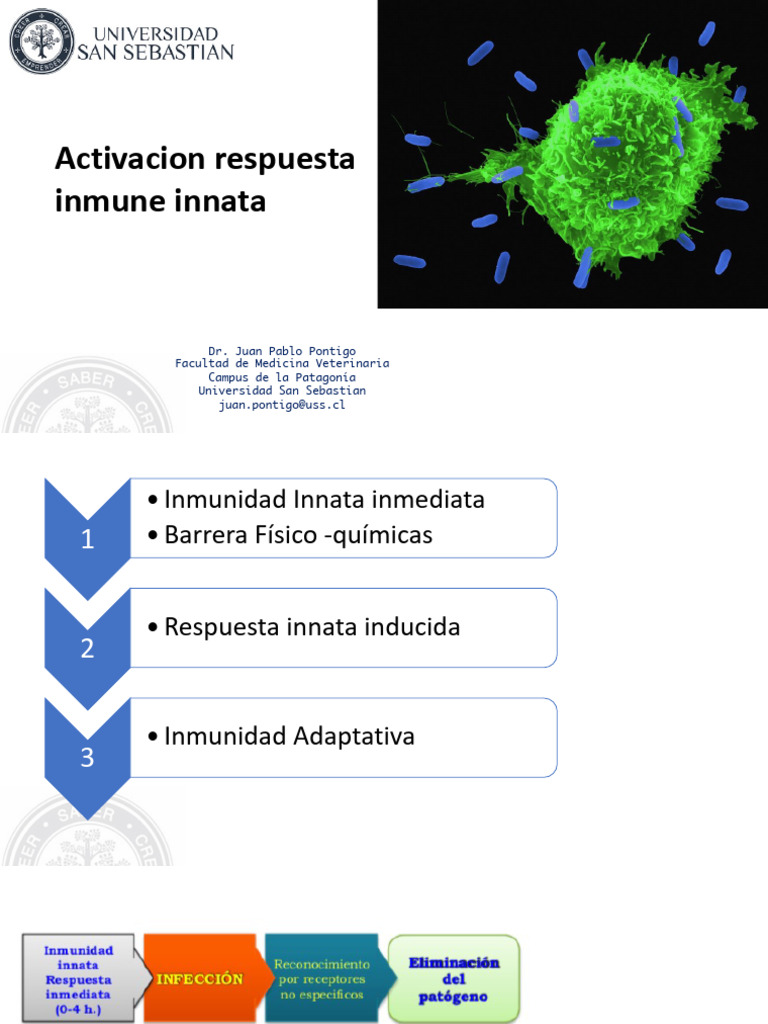 Clase 2. Activacion Respuesta Inmune Innata | PDF | Sistema inmune ...