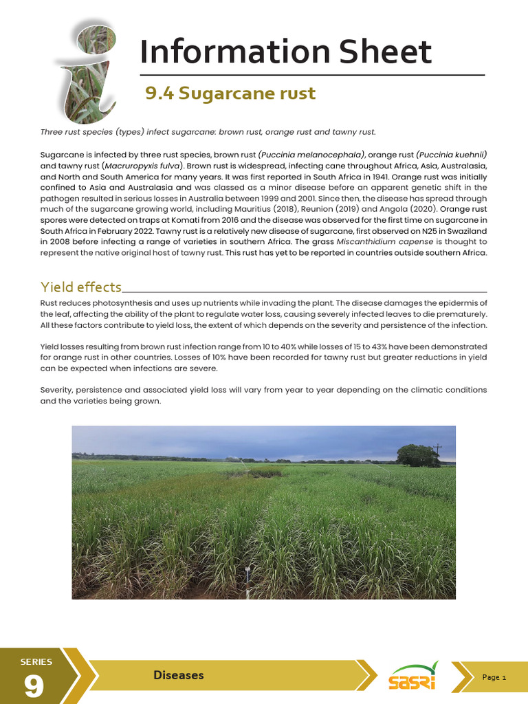 9.4 Sugarcane Rust | PDF | Infection | Plants