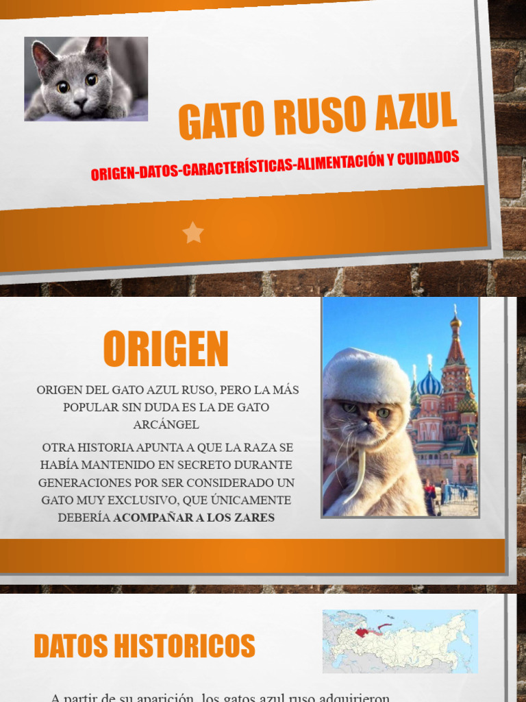Gato Azul Ruso: Origen, Cuidados y Alimentación | PDF | Gatos | Mamíferos
