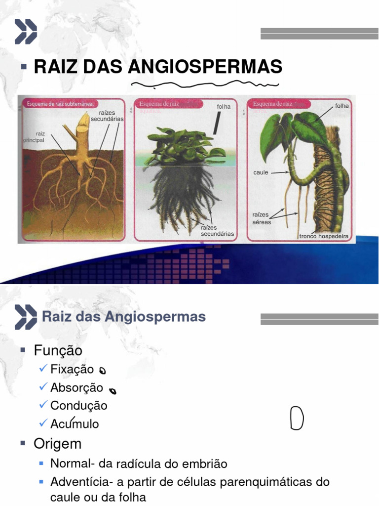 Morfologia Vegetal | PDF | Raiz | Folha