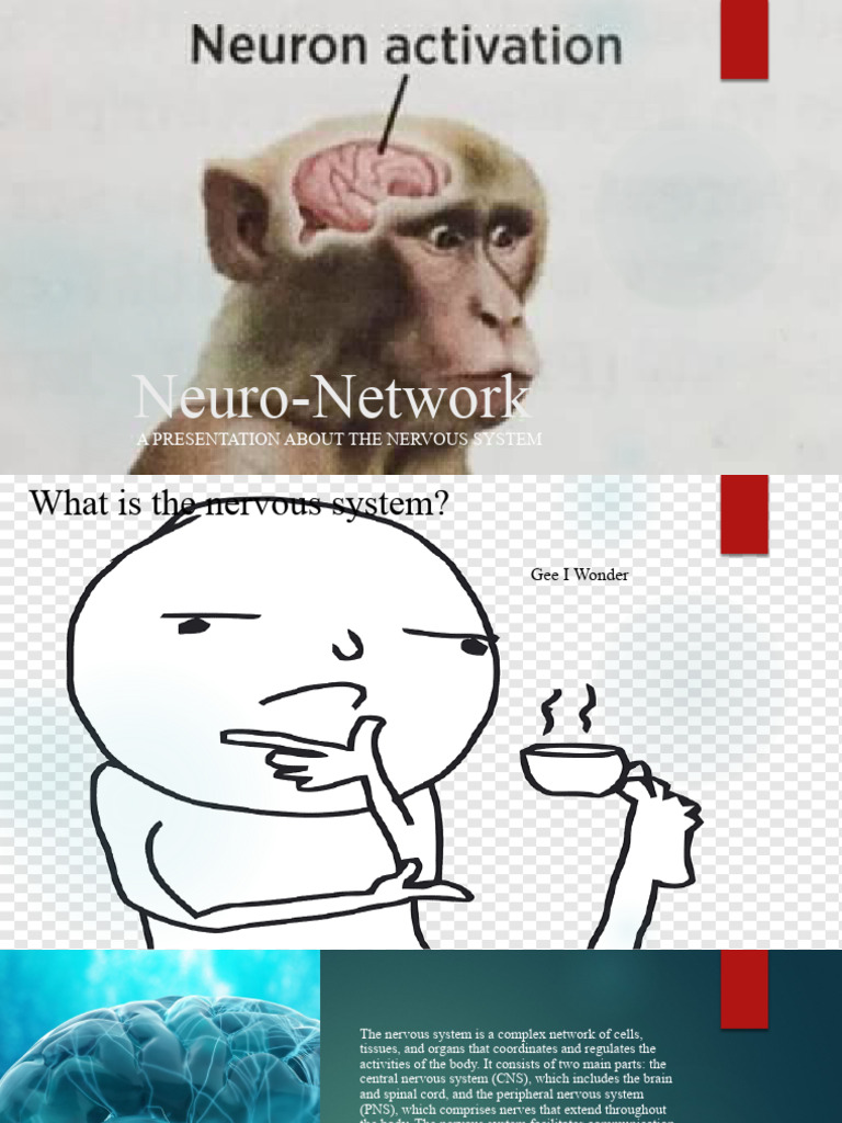 Neuro-Network: A Presentation About The Nervous System | PDF | Neuron ...